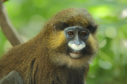17 Moustached monkey Stock Pictures, Editorial Images and Stock Photos ...