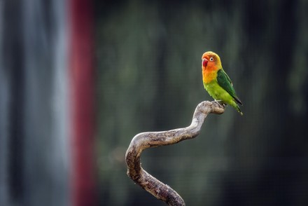 Single Peachhead Fishermans Lovebird Agapornis Fischeri Editorial Stock ...