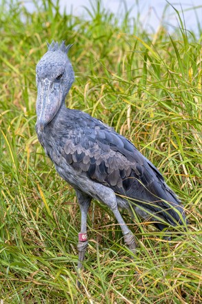 Shoebill Balaeniceps Rex Abu Markub Animal Editorial Stock Photo ...