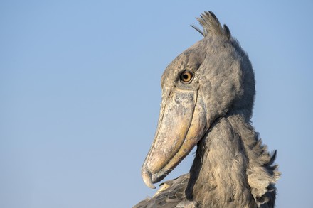 Shoebill Balaeniceps Rex Abu Markub Animal Editorial Stock Photo ...