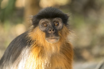 Temmincks Red Colobus Piliocolobus Temminckii Bijilo Editorial Stock ...