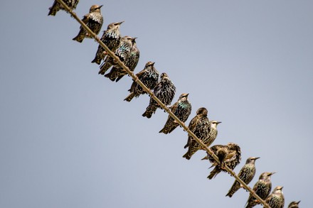 Starlings Near Altamura Invading Apulian Countryside Editorial Stock ...