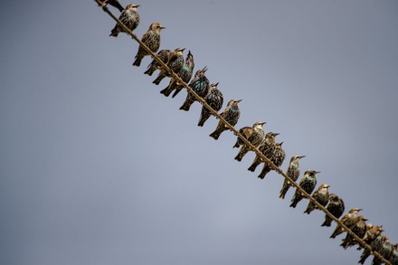 Starlings Near Altamura Invading Apulian Countryside Editorial Stock ...