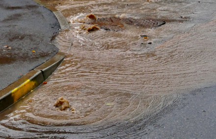Drains Overflow During Continued Heavy Rainfall Editorial Stock Photo ...