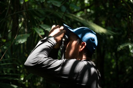 Ecuador Amazon Rainforest Rio Napo Near Editorial Stock Photo - Stock ...