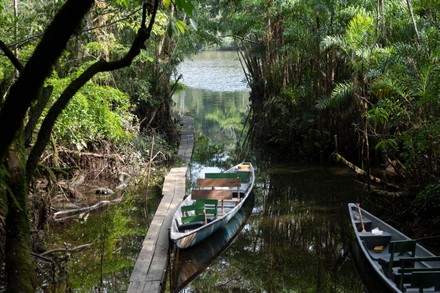 Ecuador Amazon Rainforest Rio Napo Near Editorial Stock Photo - Stock ...
