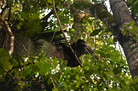 Ecuador Amazon Rainforest Rio Napo Near Editorial Stock Photo - Stock ...