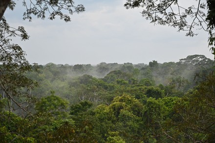 Ecuador Amazon Rainforest Rio Napo Near Editorial Stock Photo - Stock ...