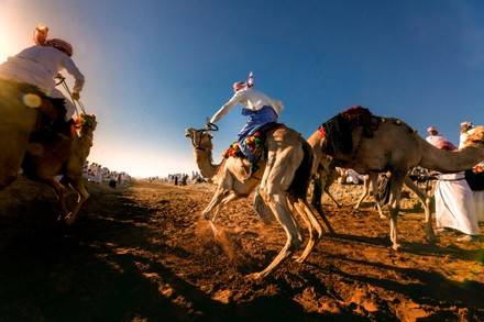 Camels Race Across Desert Sand Camel Editorial Stock Photo - Stock ...