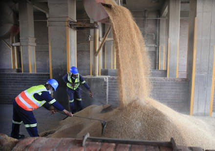 Workers Work Grain Marketing Boards Aspindale Editorial Stock Photo ...
