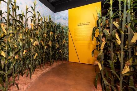Oklahoma Show Related Display Corn Stalks Editorial Stock Photo - Stock ...
