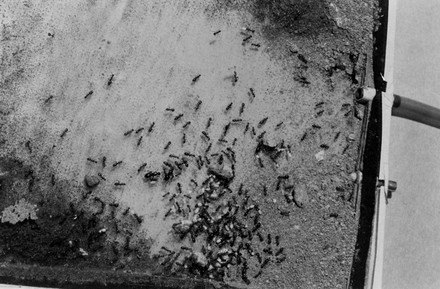 Ants Gathering Experiment Tulane National Primate Editorial Stock Photo ...