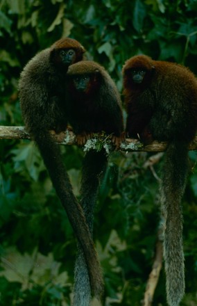 Closeup Callicebus Monkeys Delta Regional Primate Editorial Stock Photo ...