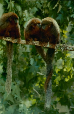 Closeup Callicebus Monkeys Delta Regional Primate Editorial Stock Photo ...