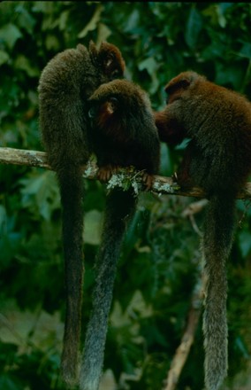 Closeup Callicebus Monkeys Delta Regional Primate Editorial Stock Photo ...