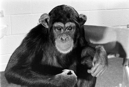Chimpanzee Performing Hand Signals Oklahoma United Editorial Stock ...