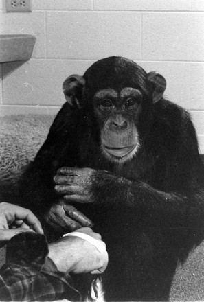 Chimpanzee Performing Hand Signals Oklahoma United Editorial Stock ...