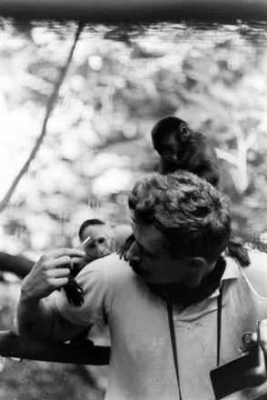 Man Playing Monkeys United States 1962 Editorial Stock Photo - Stock ...