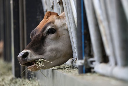 Cow Feeds On Hay Newly Open Editorial Stock Photo - Stock Image ...