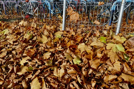 Piles Fallen Autumnal Leaves By Bike Editorial Stock Photo - Stock ...