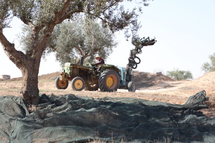 8,000 Farm harvest Stock Pictures, Editorial Images and Stock Photos ...