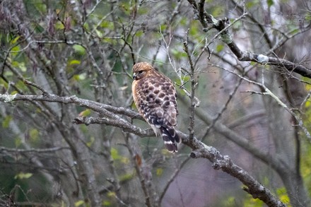Redshouldered Hawk Seen Miami Whitewater Forest Editorial Stock Photo ...