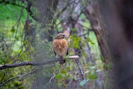 Redshouldered Hawk Seen Miami Whitewater Forest Editorial Stock Photo ...