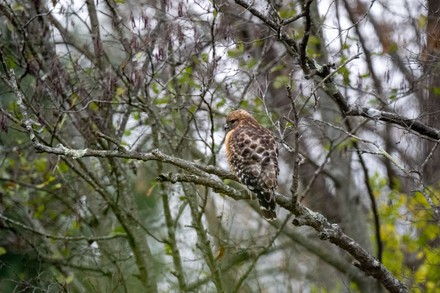 Redshouldered Hawk Seen Miami Whitewater Forest Editorial Stock Photo ...