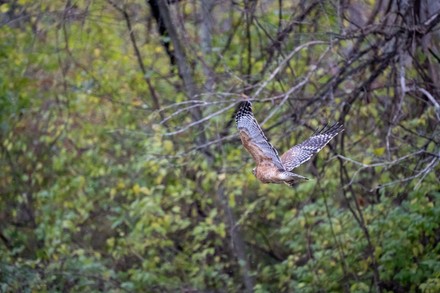 Redshouldered Hawk Seen Miami Whitewater Forest Editorial Stock Photo ...