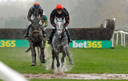 Bempton Cliffs Alan Johns Leads Winner Editorial Stock Photo - Stock ...