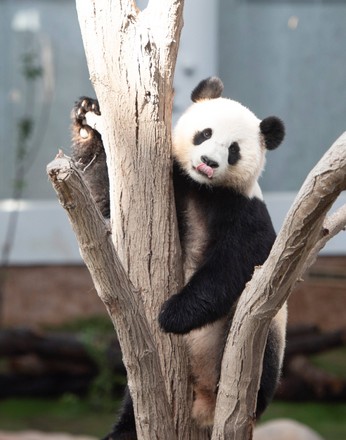 Giant Panda Si Hai Seen Panda Editorial Stock Photo - Stock Image ...