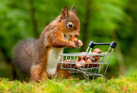 Shopaholic Squirrel Seen Stashing Nuts Shopping Editorial Stock Photo ...
