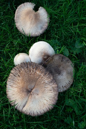 Rows Clusters Wild Agaricus Mushrooms Growing Editorial Stock Photo ...