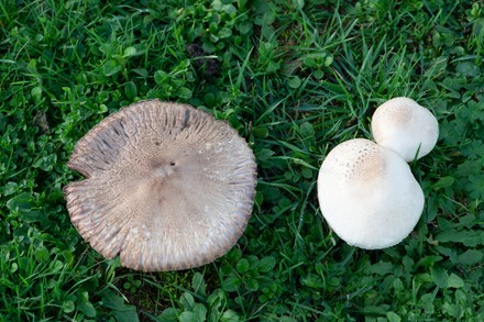 Rows Clusters Wild Agaricus Mushrooms Growing Editorial Stock Photo ...