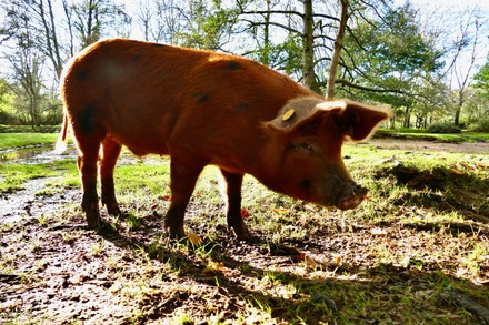 20,000 Livestock cattle Stock Pictures, Editorial Images and Stock ...
