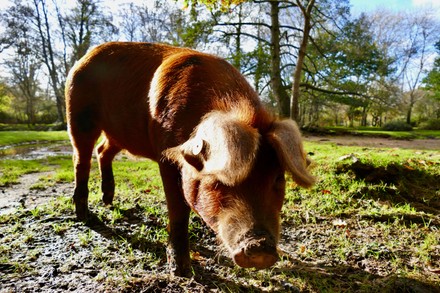 20,000 Livestock cattle Stock Pictures, Editorial Images and Stock ...