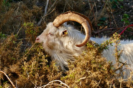 Clifftop Goats Bournemouth When Councillors Bournemouth Editorial Stock ...