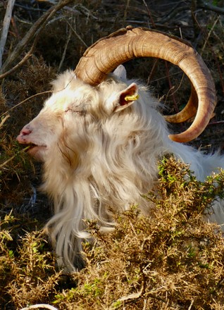 __COUNT__ The clifftop goats of Bournemouth, Bournemouth, Dorset, UK ...
