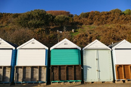 Clifftop Goats Bournemouth When Councillors Bournemouth Editorial Stock ...