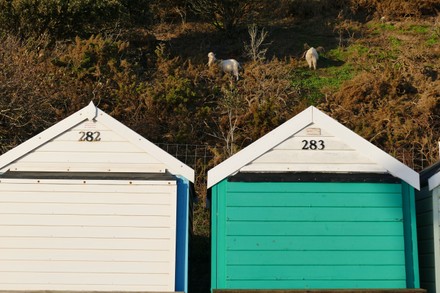 Clifftop Goats Bournemouth When Councillors Bournemouth Editorial Stock ...