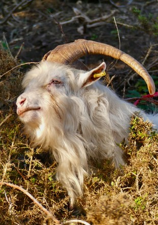 750 Herd of goats Stock Pictures, Editorial Images and Stock Photos ...