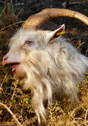 750 Herd of goats Stock Pictures, Editorial Images and Stock Photos ...