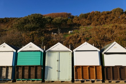 Clifftop Goats Bournemouth When Councillors Bournemouth Editorial Stock ...