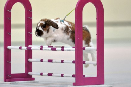 Rabbits Seen Jumping Over Hurdles During Editorial Stock Photo - Stock ...
