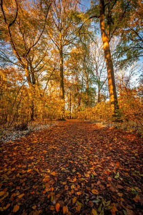 Deciduous Forest Late Autumn Colourful Leaves Editorial Stock Photo ...