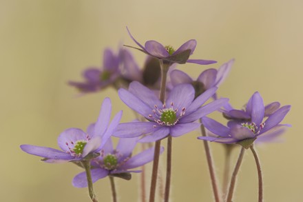 Group Liverwort Hepatica Nobilis Hepatica Ranunculaceae Editorial Stock ...