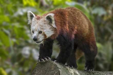 22 Eastern native cat Stock Pictures, Editorial Images and Stock Photos ...