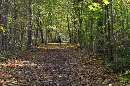 Autumn Leaves Eilenriede City Forest Hanover Editorial Stock Photo ...