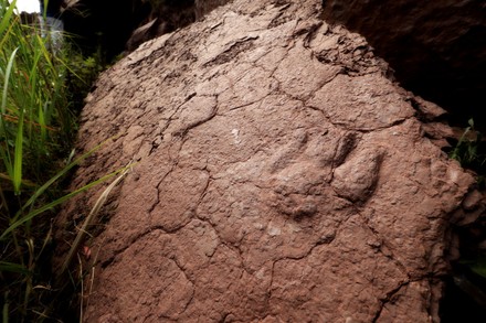 Fossils Raised Dinosaur Footprints Pictured Shanghang Editorial Stock ...