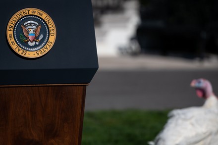 One Official Turkeys Stands Next Presidential Editorial Stock Photo ...